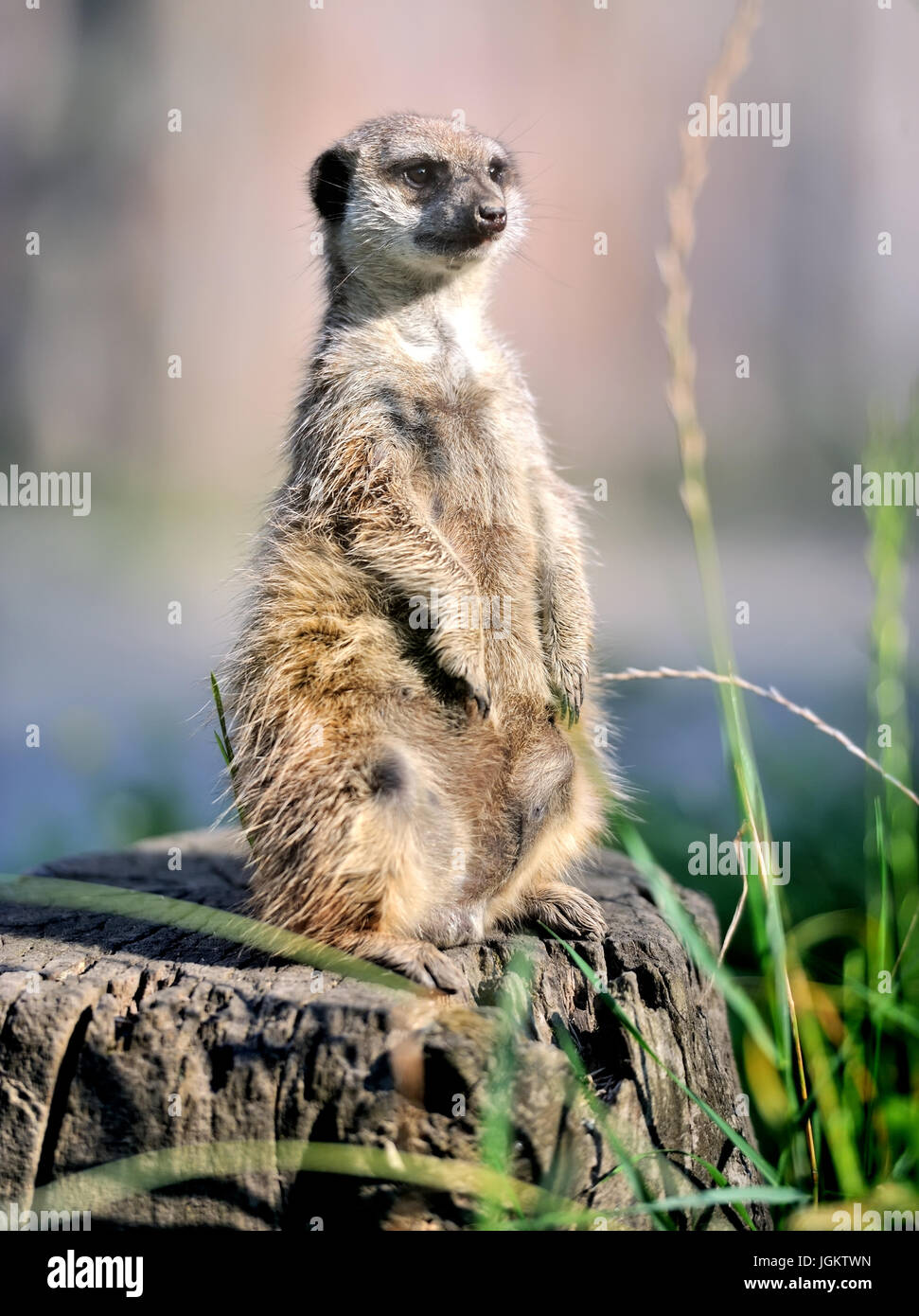 A meerkat standing upright and looking alert Stock Photo - Alamy