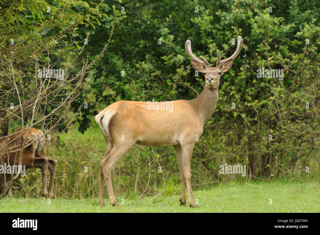 Deer in their natural habitat hi-res stock photography and images - Alamy