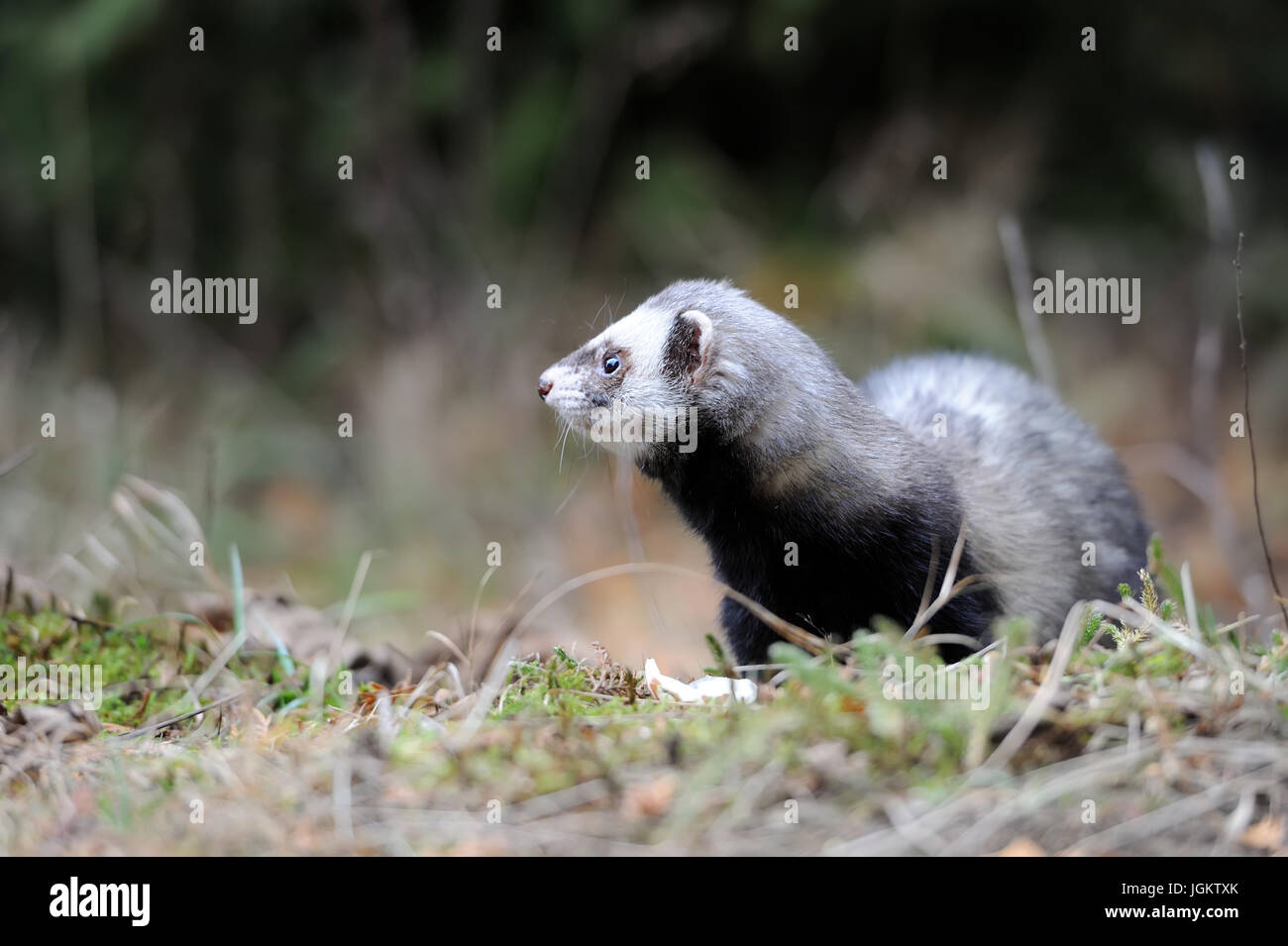 Polecat isolated hi-res stock photography and images - Alamy