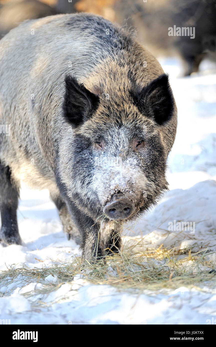 Beautiful wild boar in the winter forest Stock Photo - Alamy