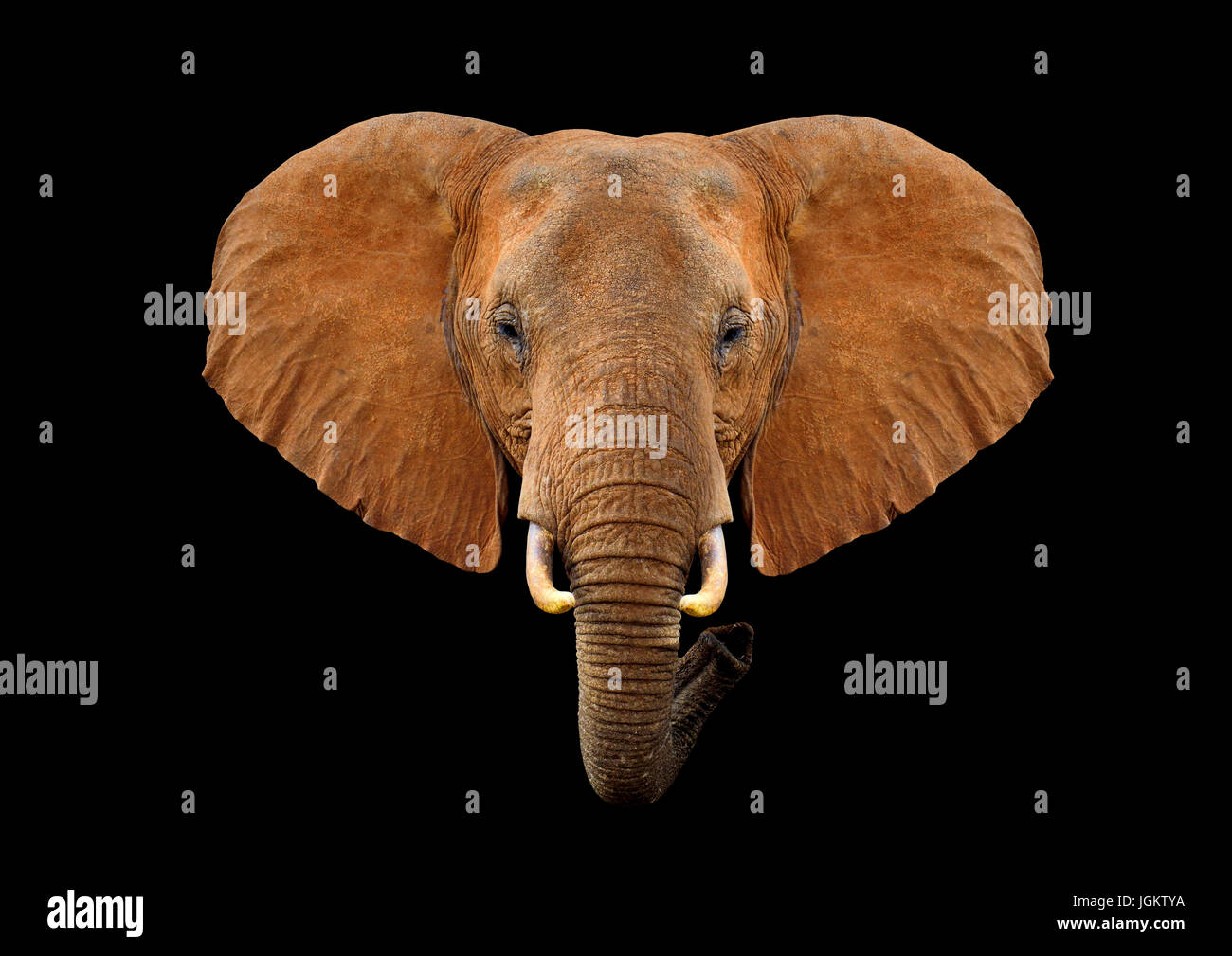 Elephant Head Side View Outline