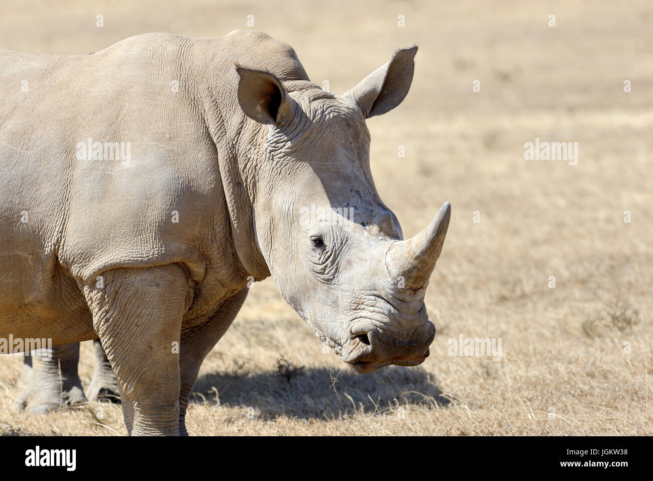 African white rhino, National park of Kenya Stock Photo - Alamy