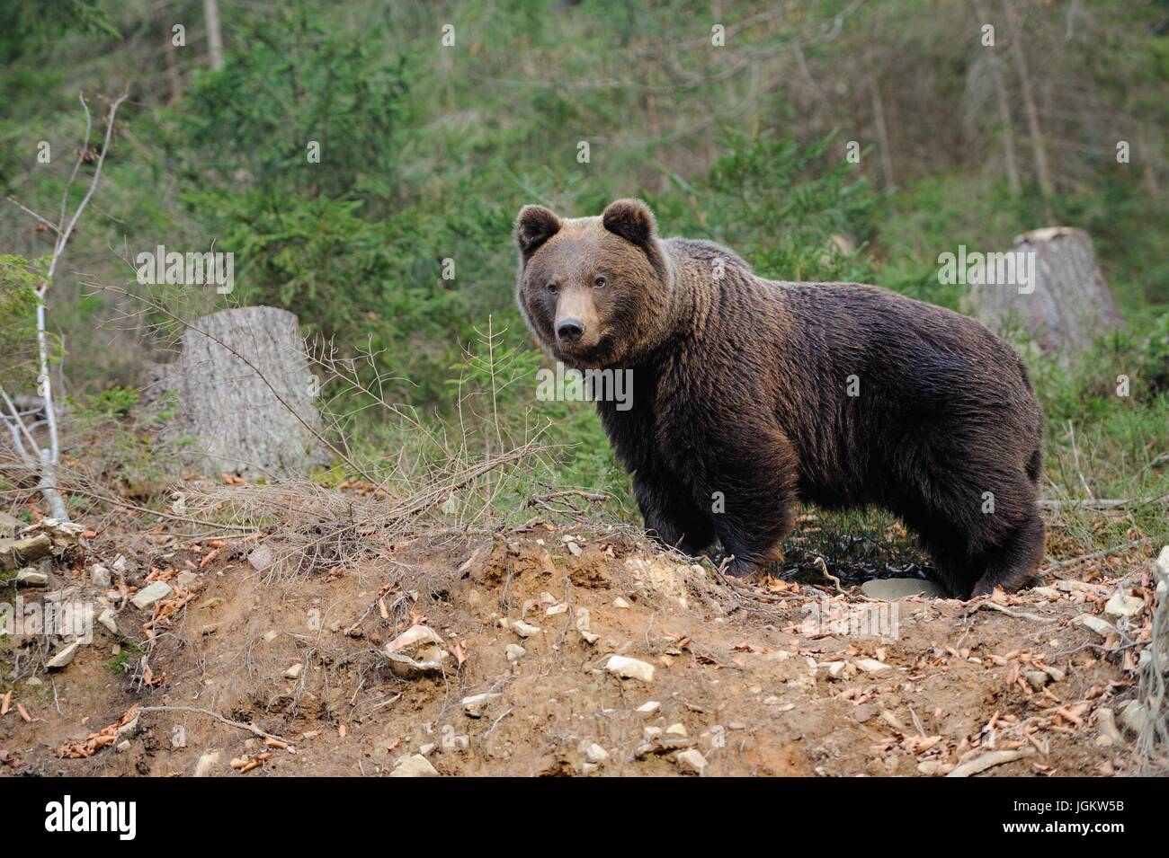A brown bear in the forest Stock Photo - Alamy