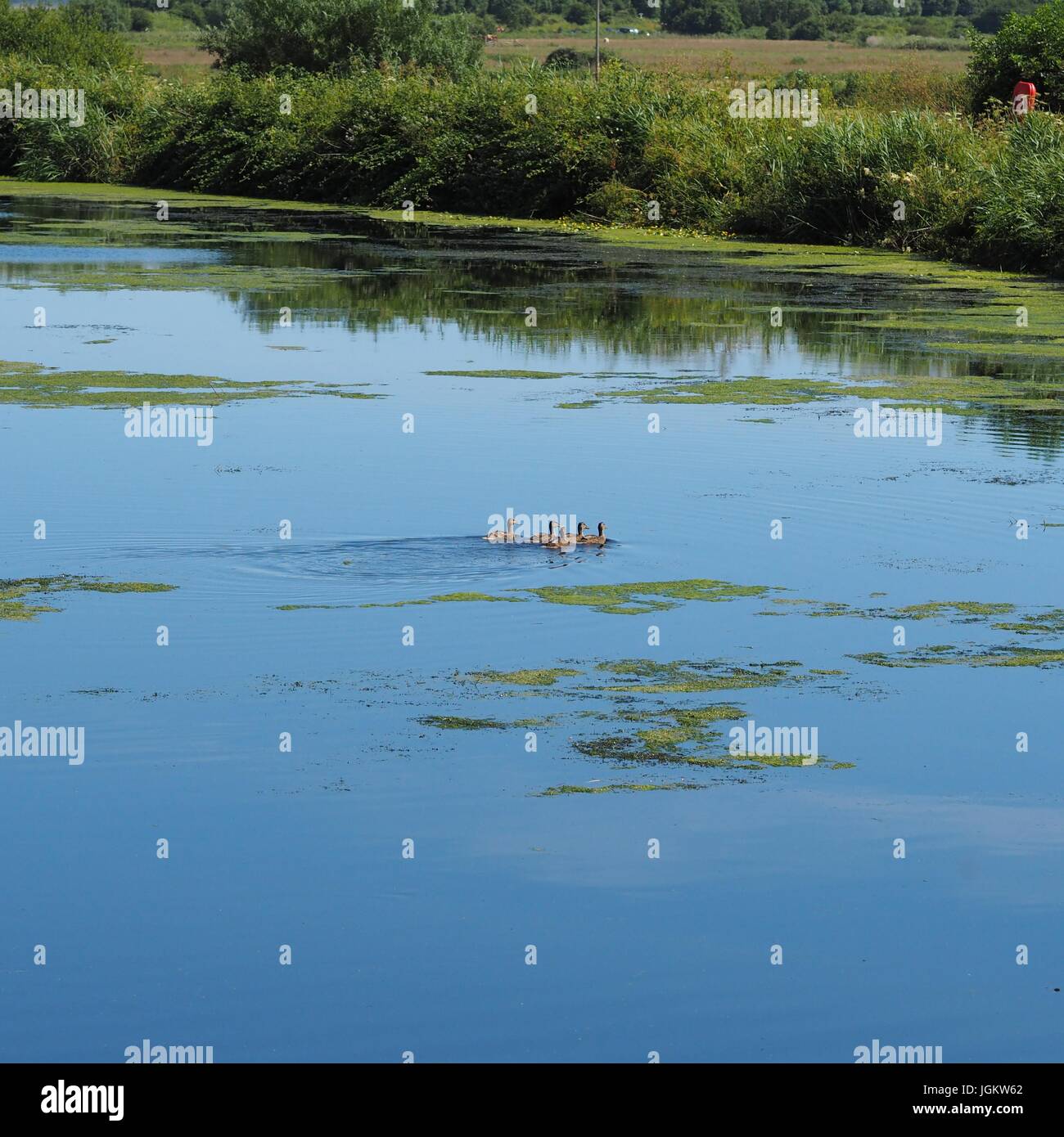 Exeter canal and surrounding countryside Stock Photo - Alamy