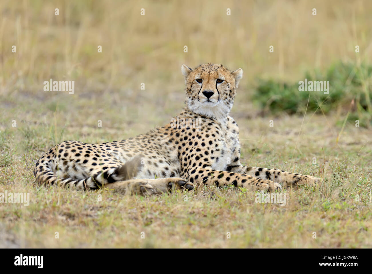 Wild african cheetah, beautiful mammal animal. Africa, Kenya Stock ...