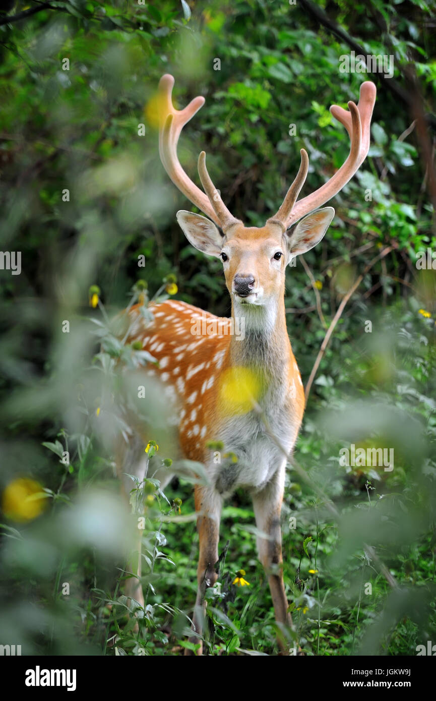 Spotted stag deer standing hi-res stock photography and images - Alamy