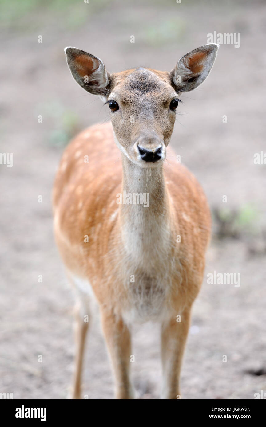Fallow deer and oak tree hi-res stock photography and images - Alamy