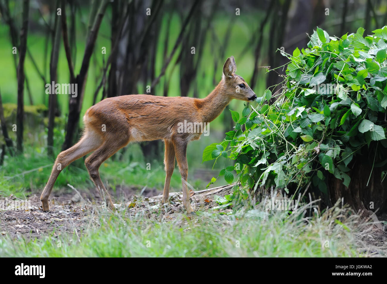 Close Deer in the natural environment in the summer Stock Photo - Alamy