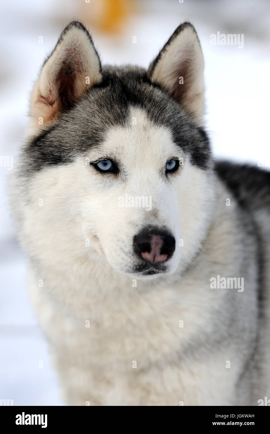Siberian husky winter hi-res stock photography and images - Alamy