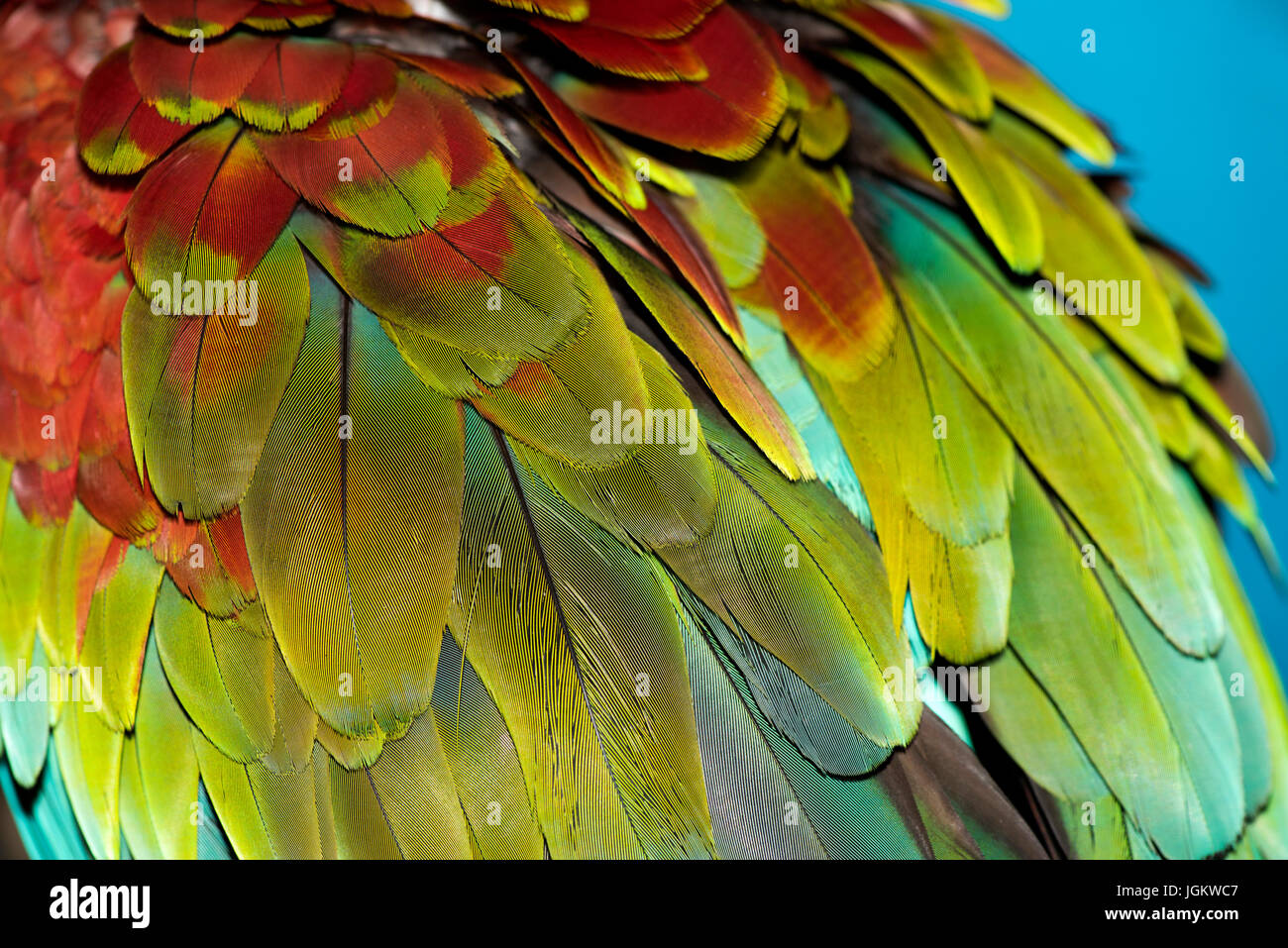 Colorful feathers. Parrot feathers background texture Stock Photo - Alamy
