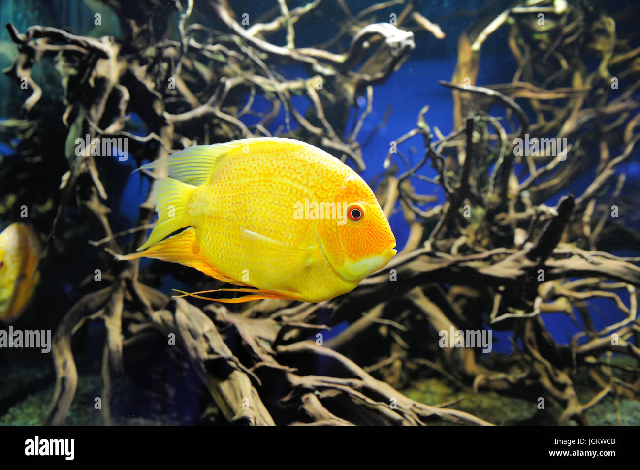 Underwater scene, showing different colorful fishes swimming Stock ...