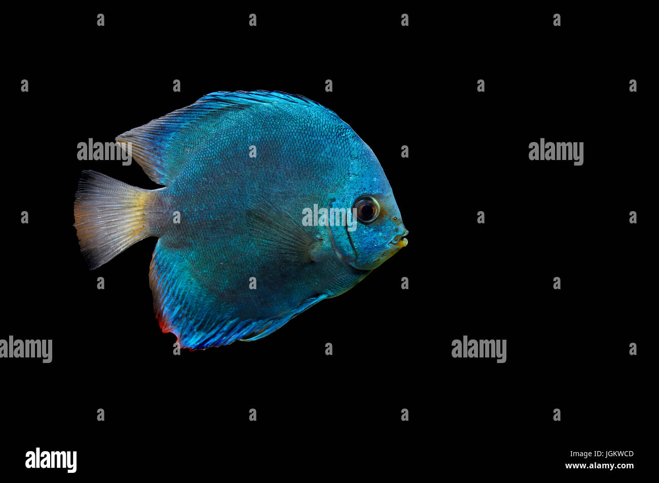 Deep sea fish dark hi-res stock photography and images - Alamy