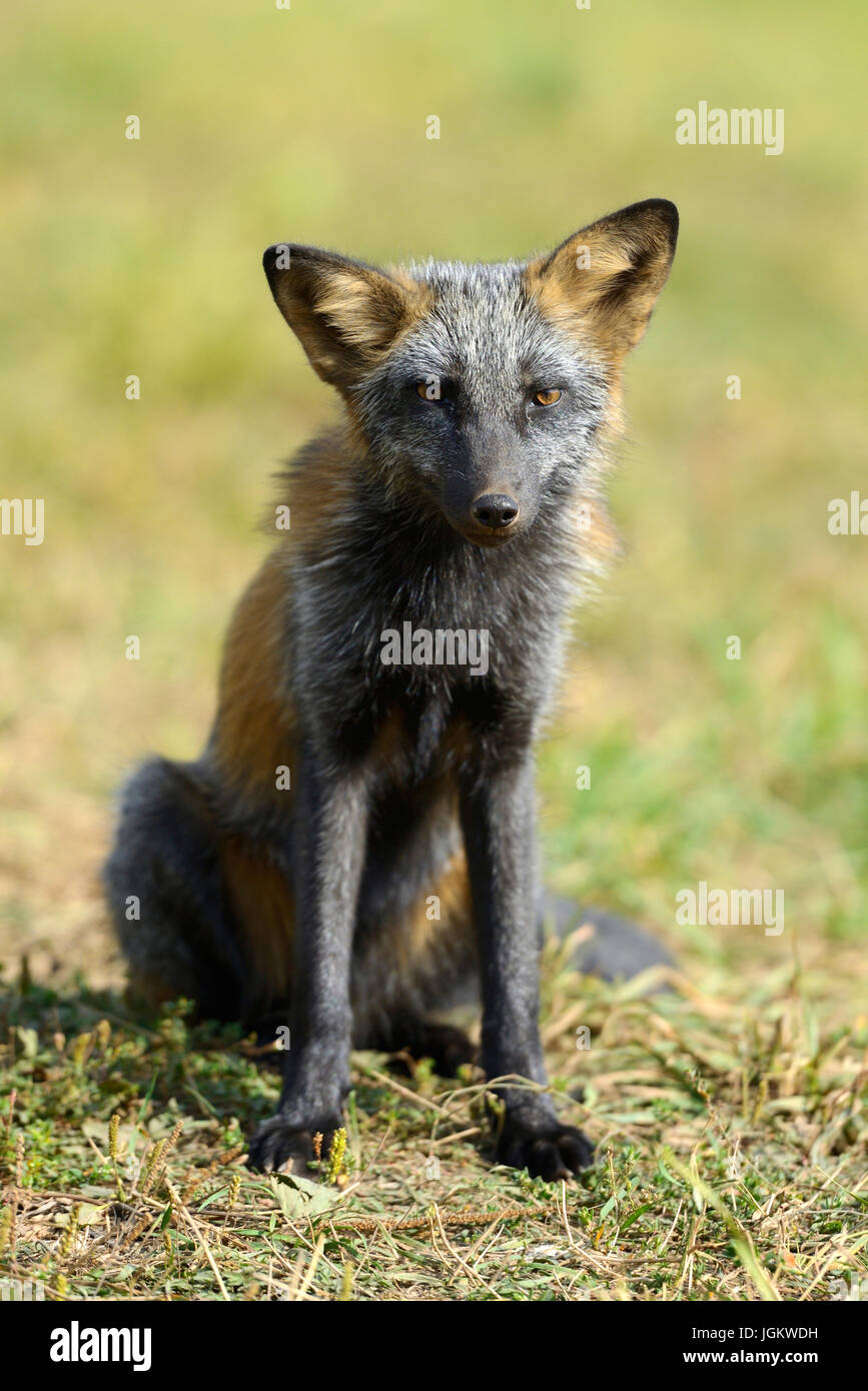 Silver fox pet hi-res stock photography and images - Alamy