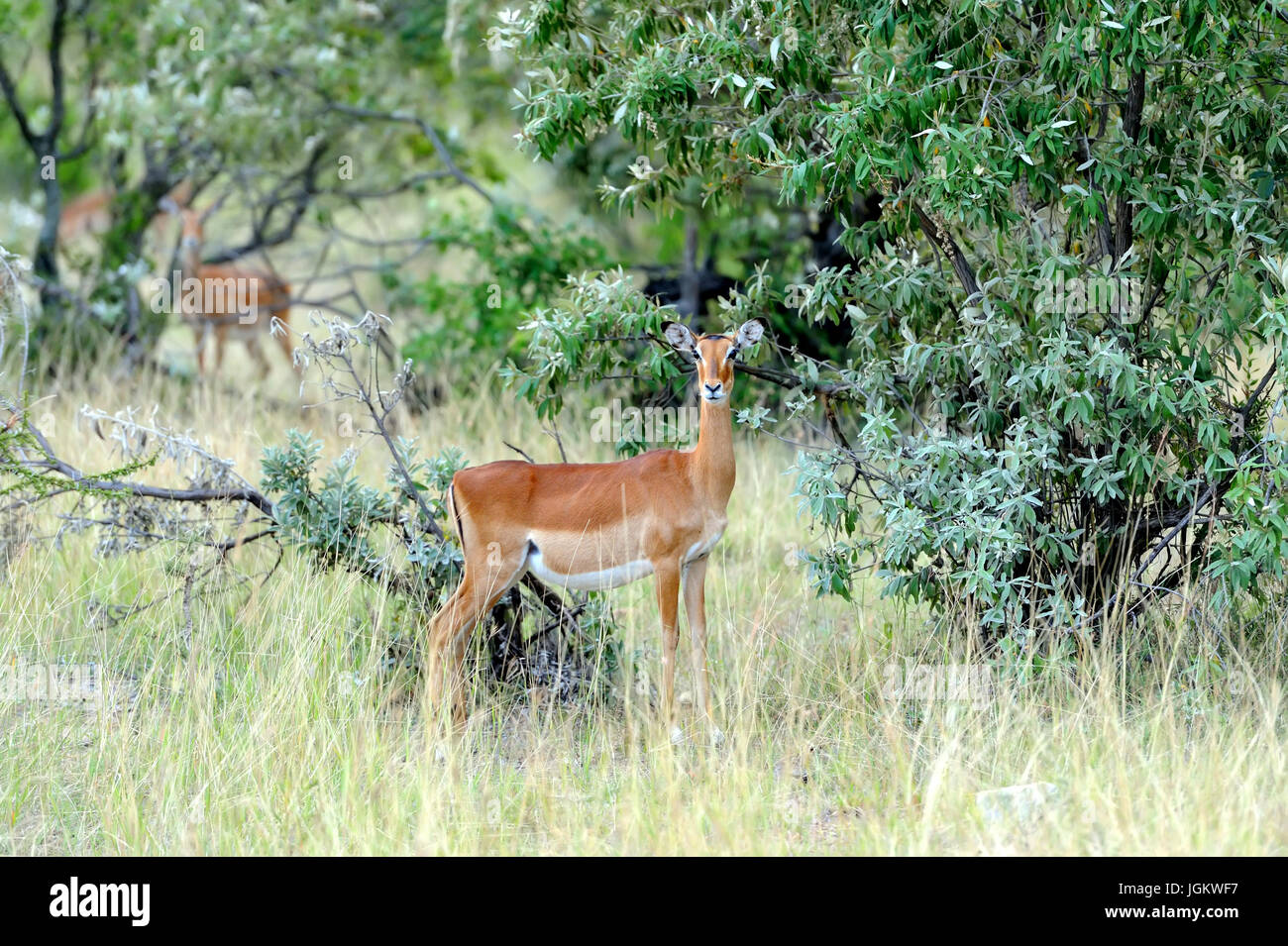 Impala on savanna in National park of Africa, Kenya Stock Photo - Alamy