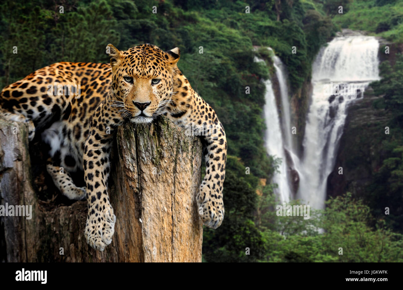 Black leopard tree hi-res stock photography and images - Alamy
