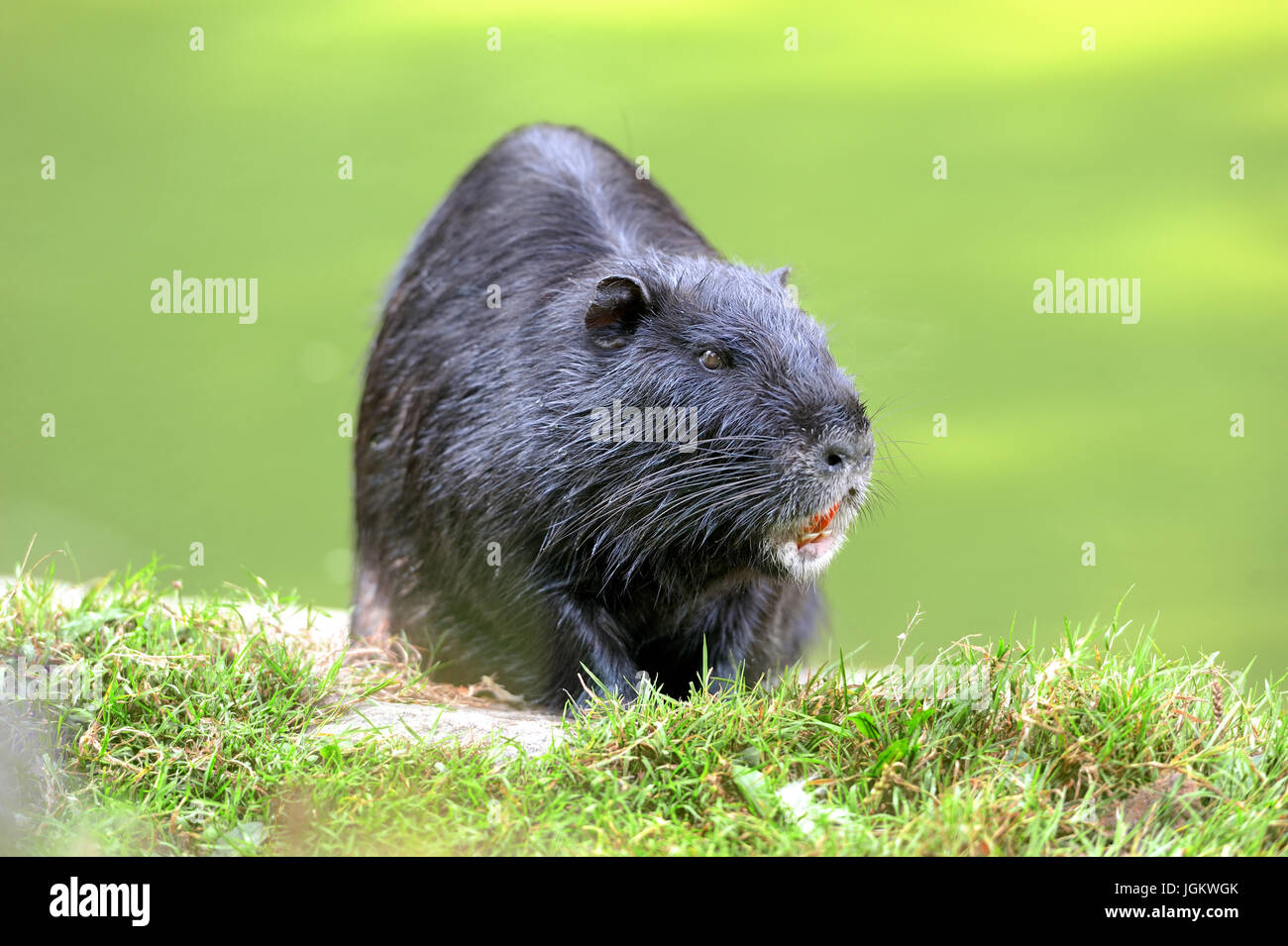 Beautiful muskrat on green grass Stock Photo - Alamy