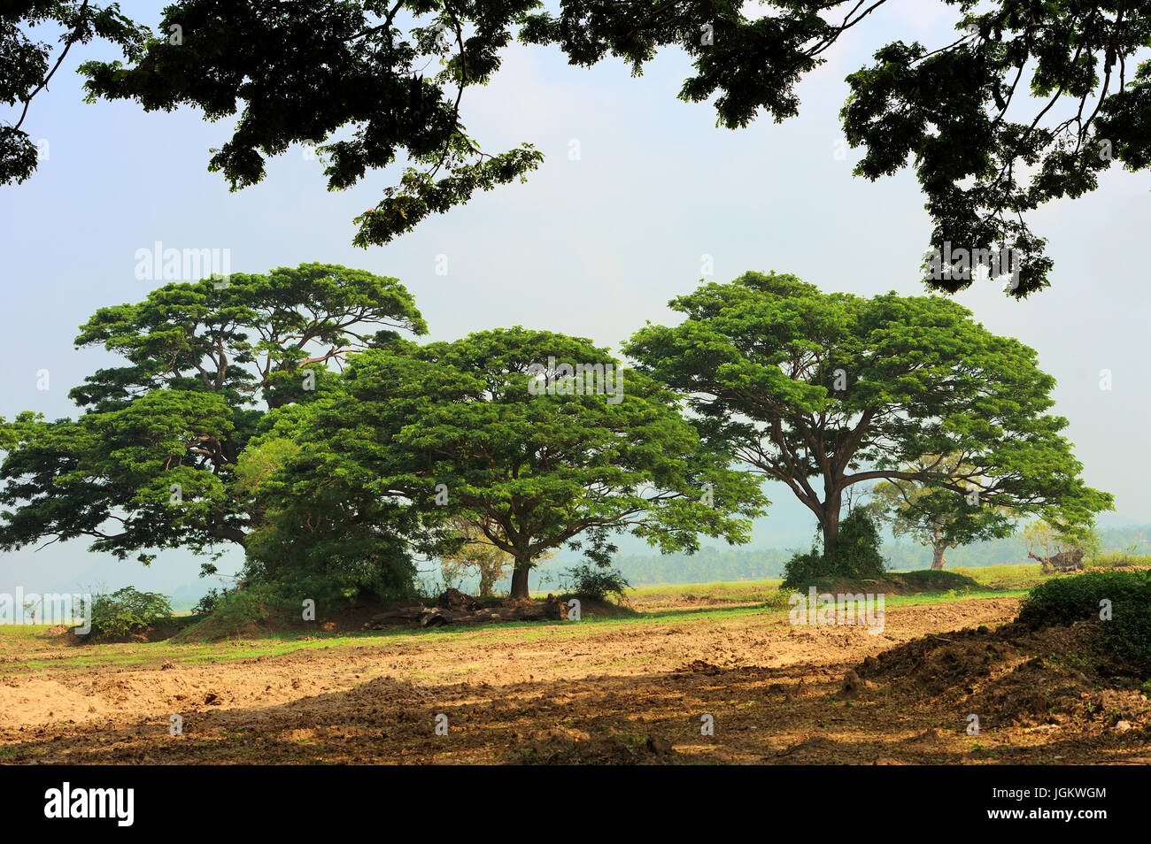Three large trees in the National Park of Sri Lanka Stock Photo - Alamy