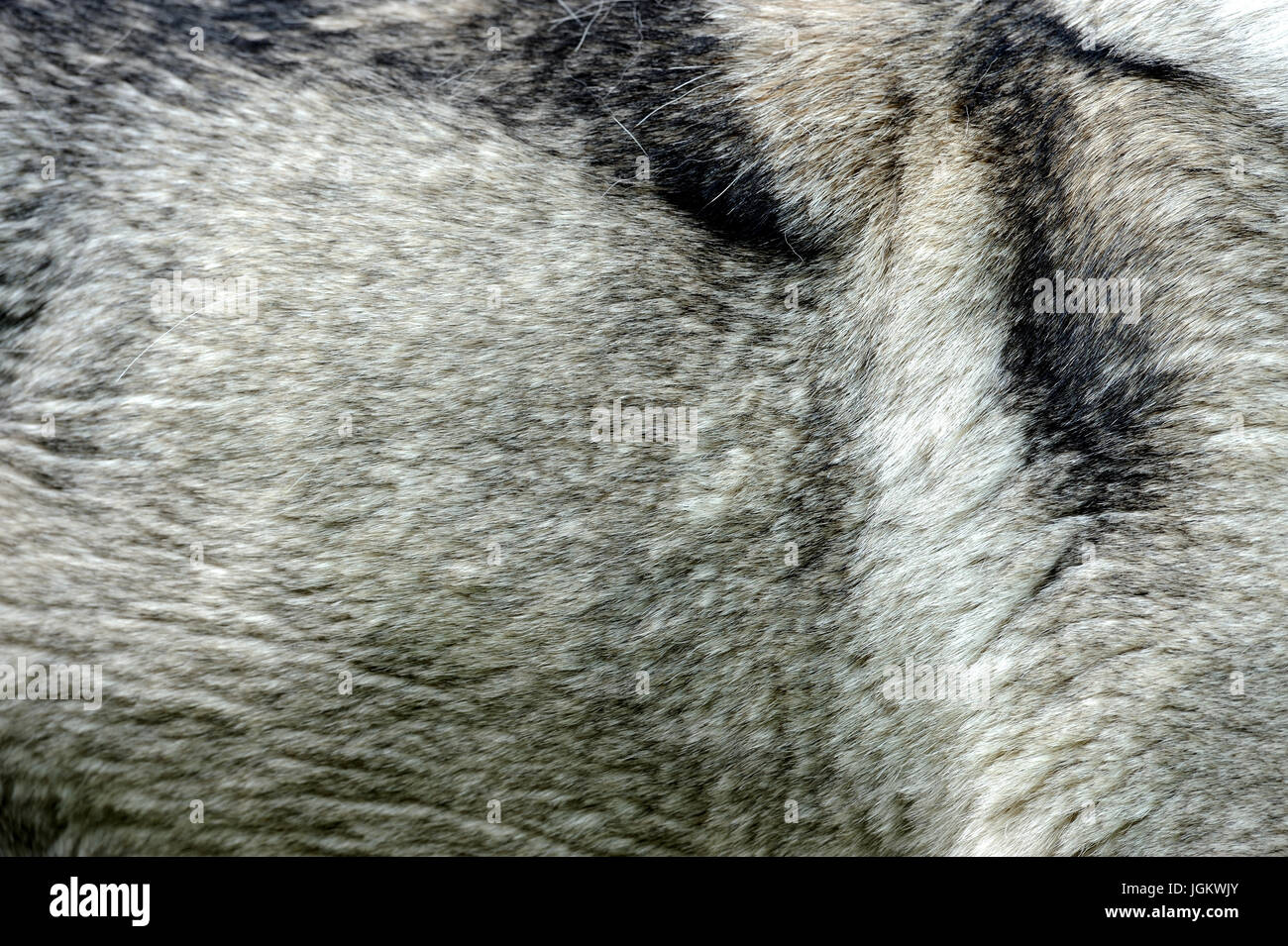 Close up of a dog fur textures Stock Photo - Alamy