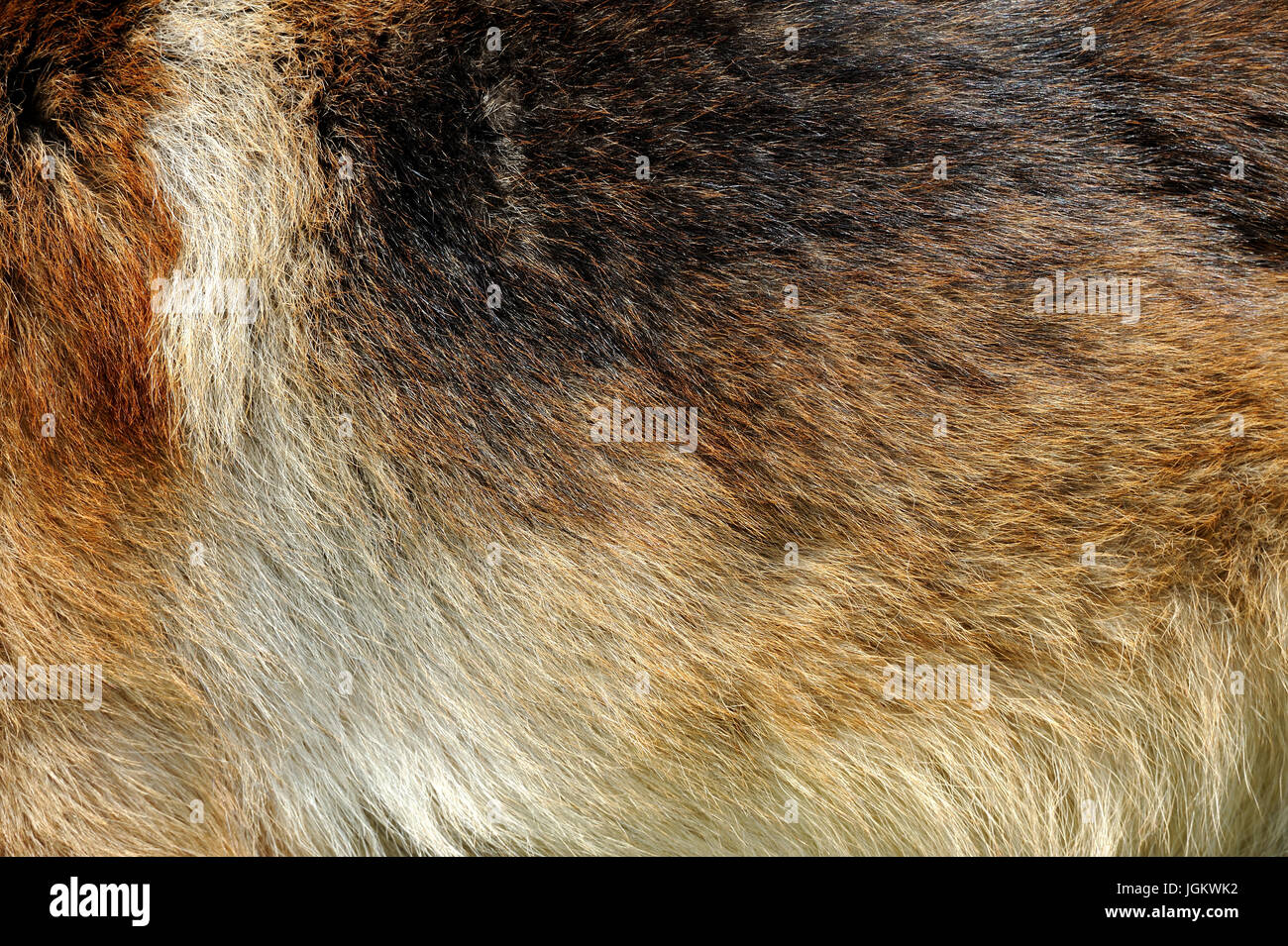 Dog skin texture hi-res stock photography and images - Alamy
