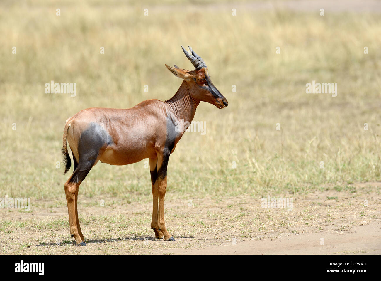Topi Antelope (Damaliscus lunatus) in Kenya's Masai Mara Reserve Stock ...