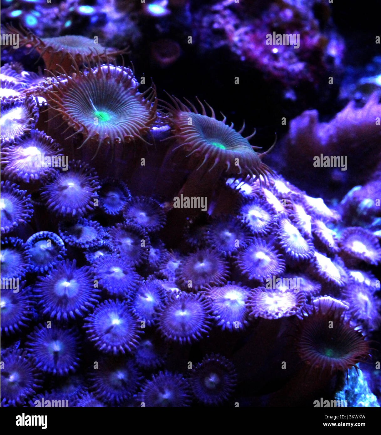 Glowing Umbrella Anemone Stock Photo - Alamy