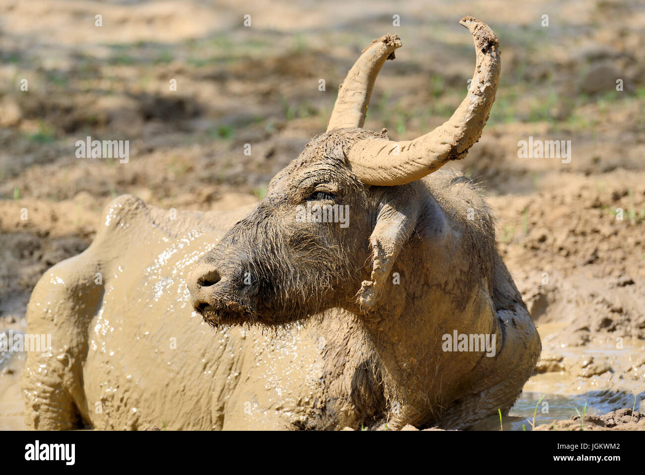 Water buffalo are bathing in a lake in Sri Lanka Stock Photo - Alamy