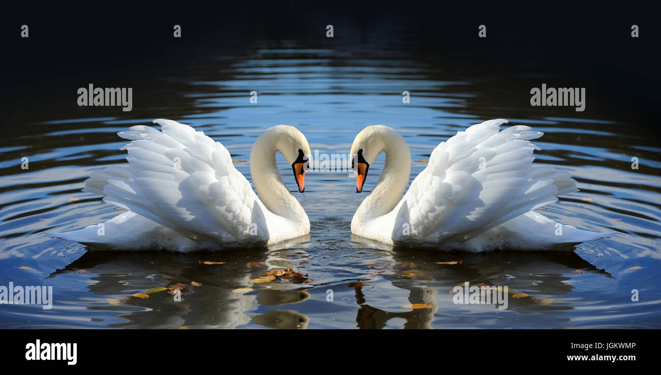 Beautiful swan hi-res stock photography and images - Alamy