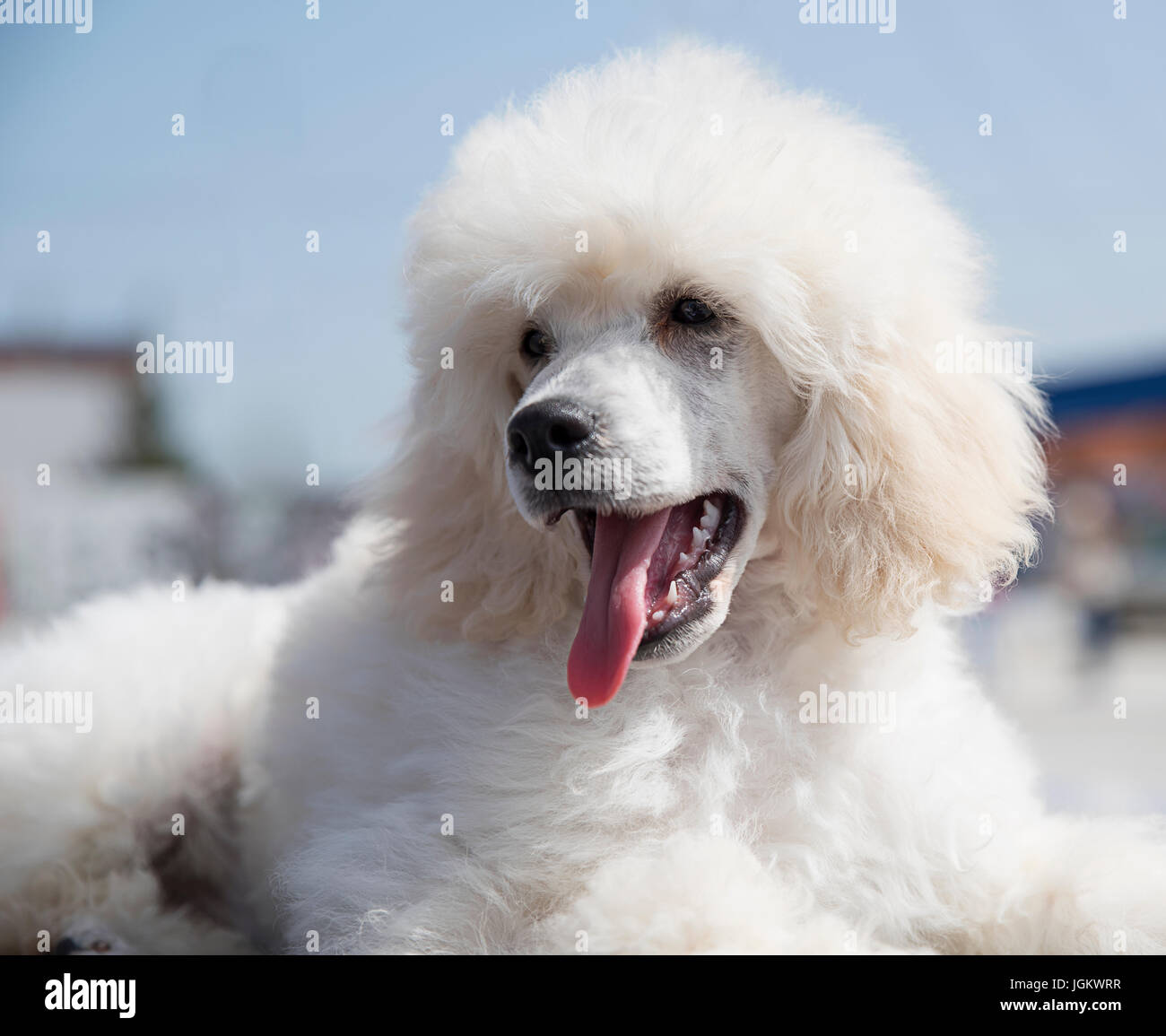 Portrait of a white poodle puppy Stock Photo - Alamy