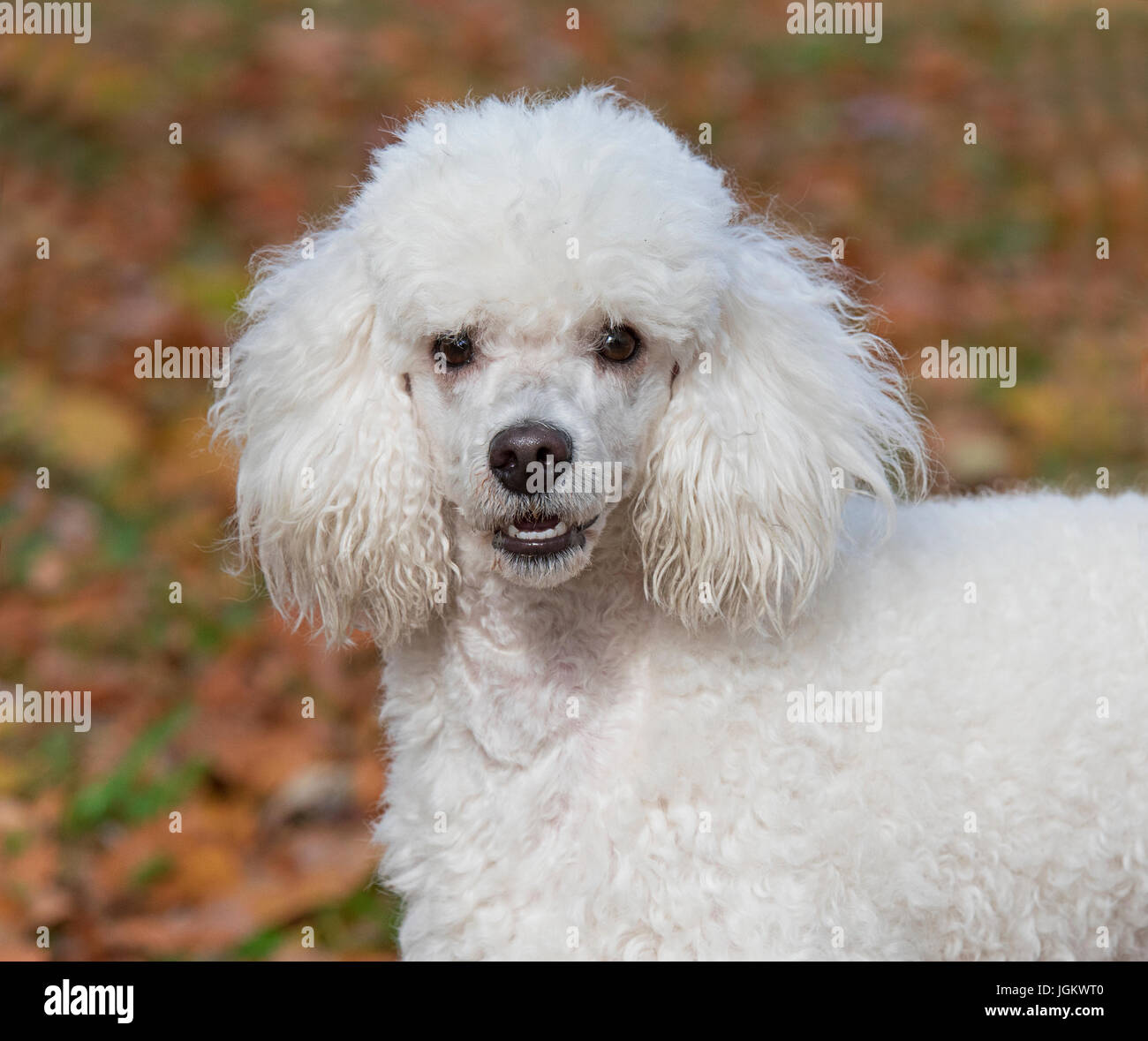 Portrait of pretty white dog in the park Stock Photo - Alamy