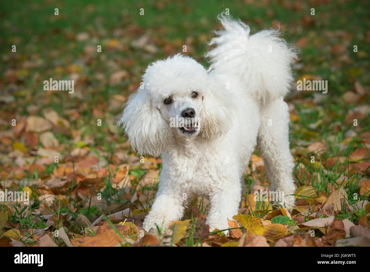 Beautiful white dog playing in the park with autumn leaves Stock Photo ...