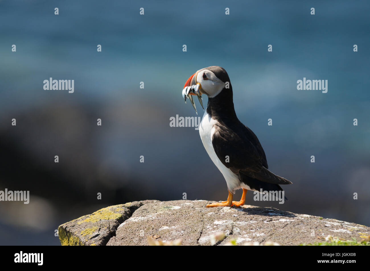 Puffin enjoying its time on land before heading for the North Atlantic ...