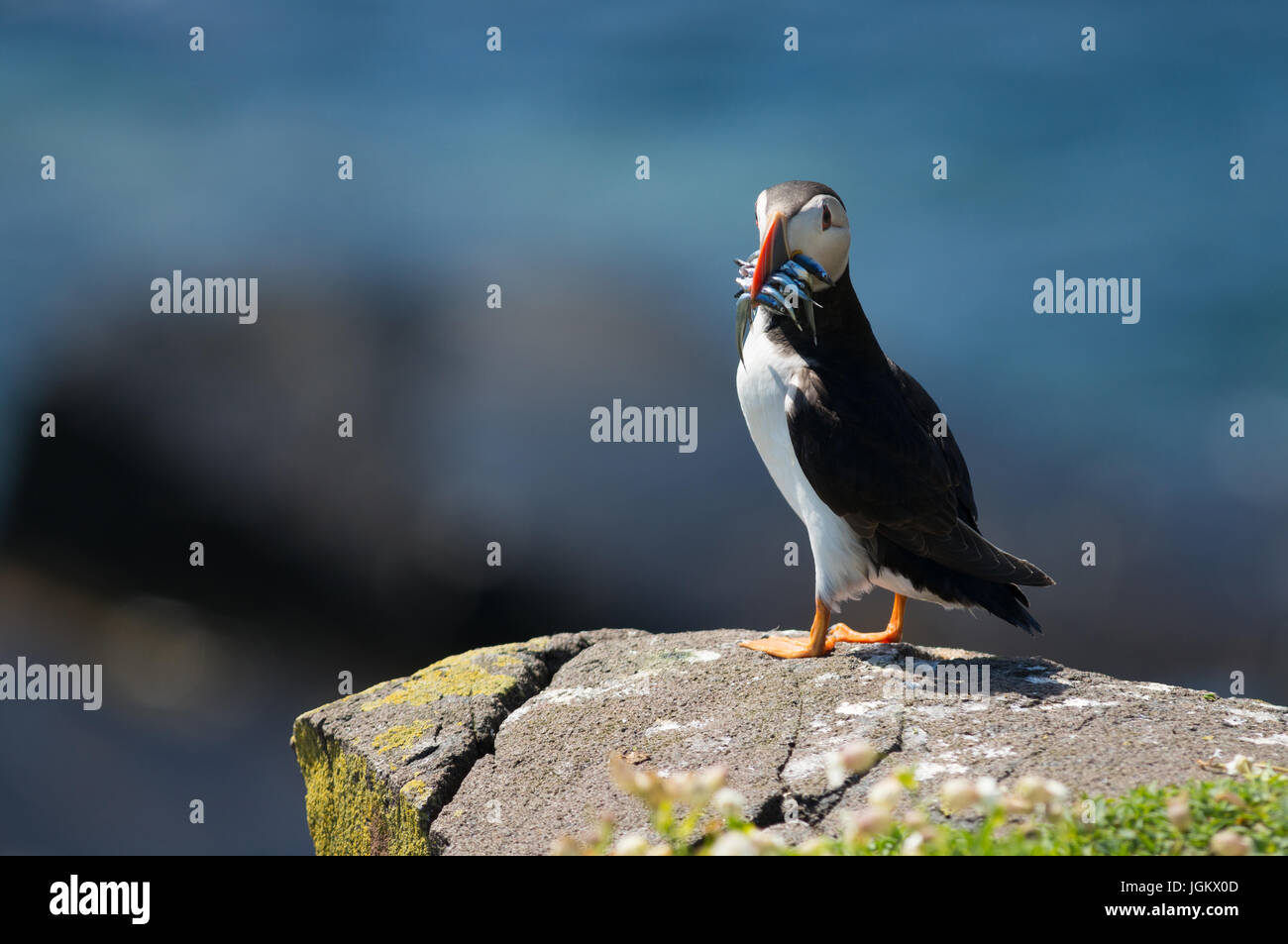 Puffin enjoying its time on land before heading for the North Atlantic ...