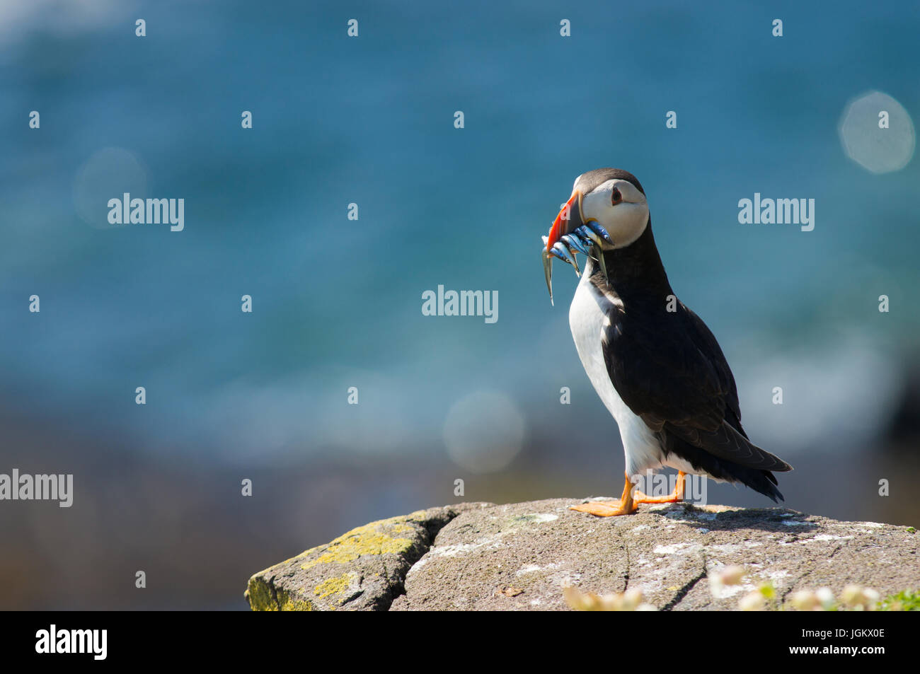 Puffin enjoying its time on land before heading for the North Atlantic ...