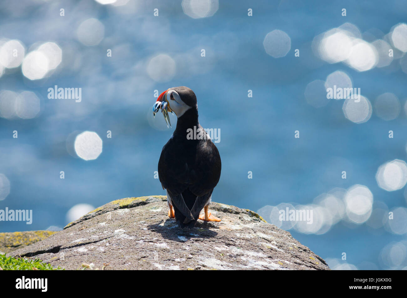 Puffin enjoying its time on land before heading for the North Atlantic ...
