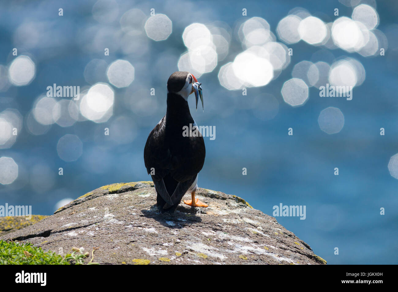 Puffin enjoying its time on land before heading for the North Atlantic ...