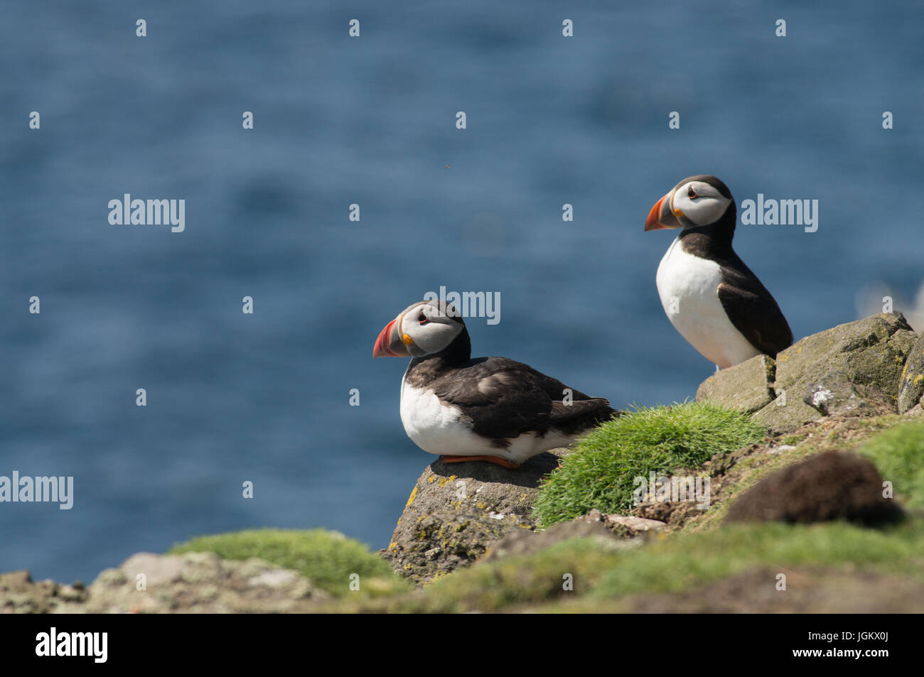 Puffins enjoying their time on land before heading for the North ...