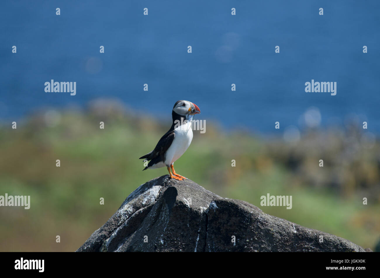 Puffin enjoying its time on land before heading for the North Atlantic ...