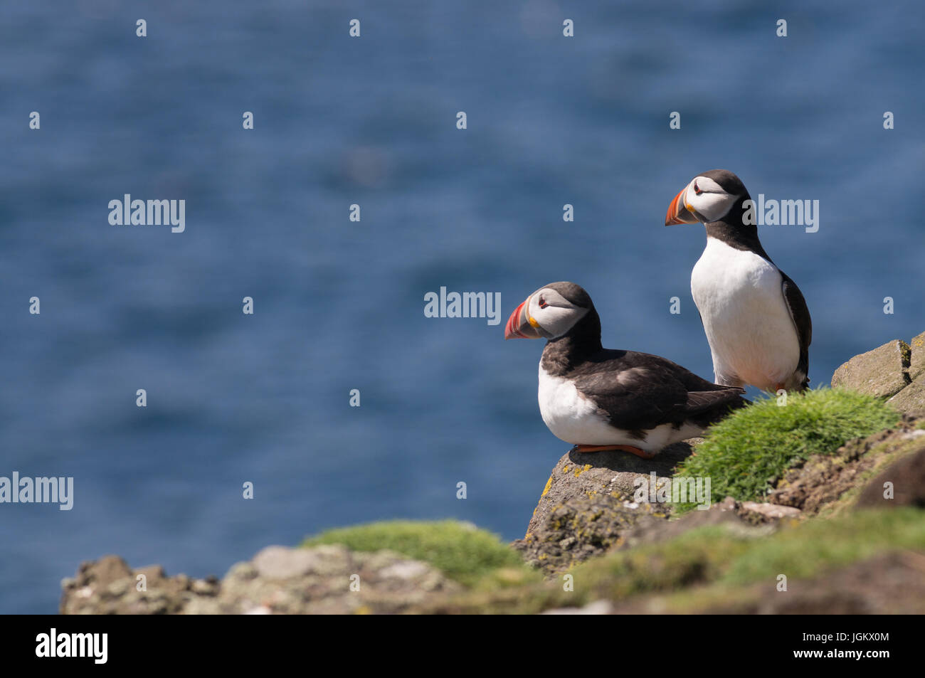 Puffins enjoying their time on land before heading for the North ...