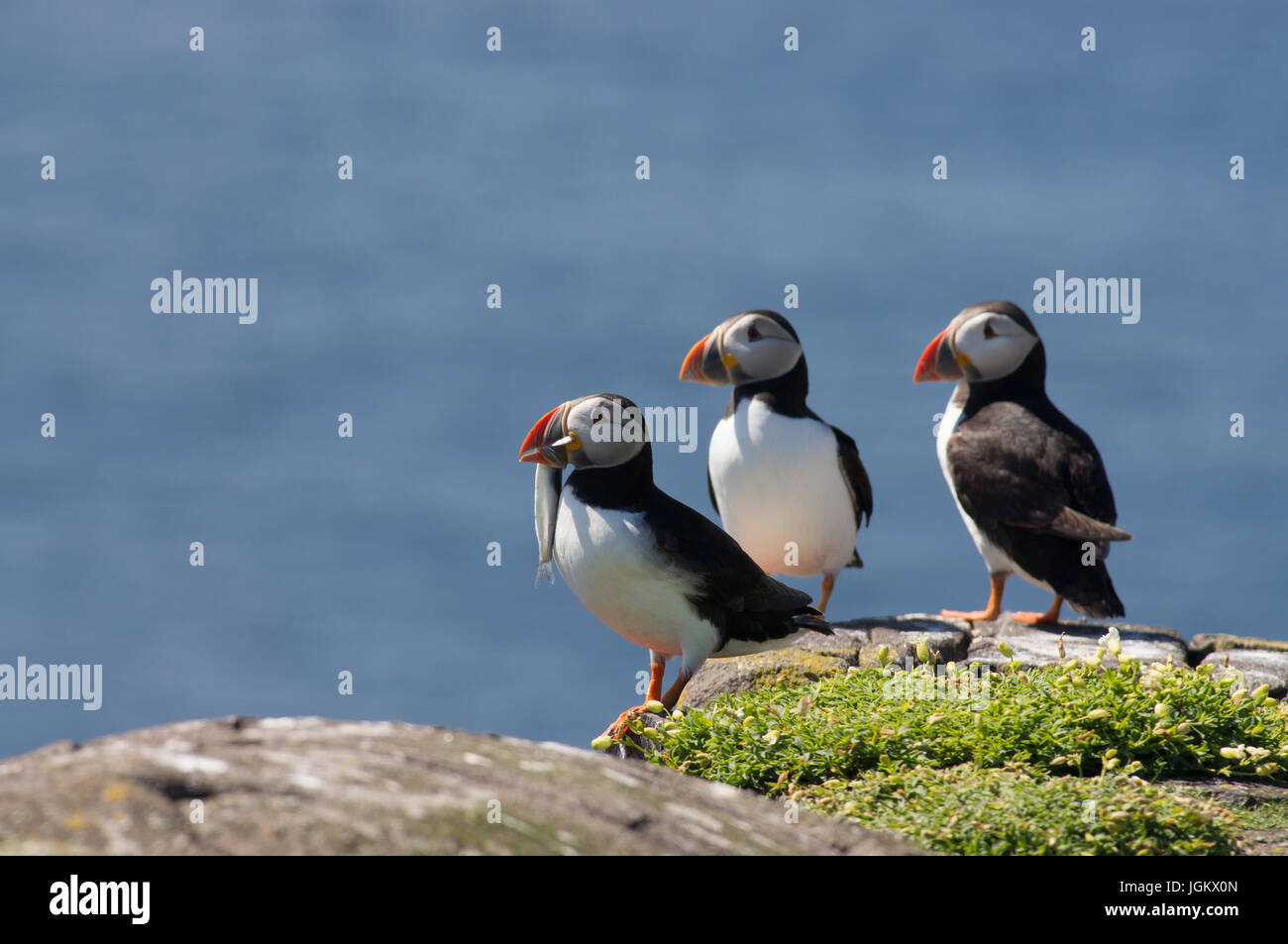 Puffins enjoying their time on land before heading for the North ...