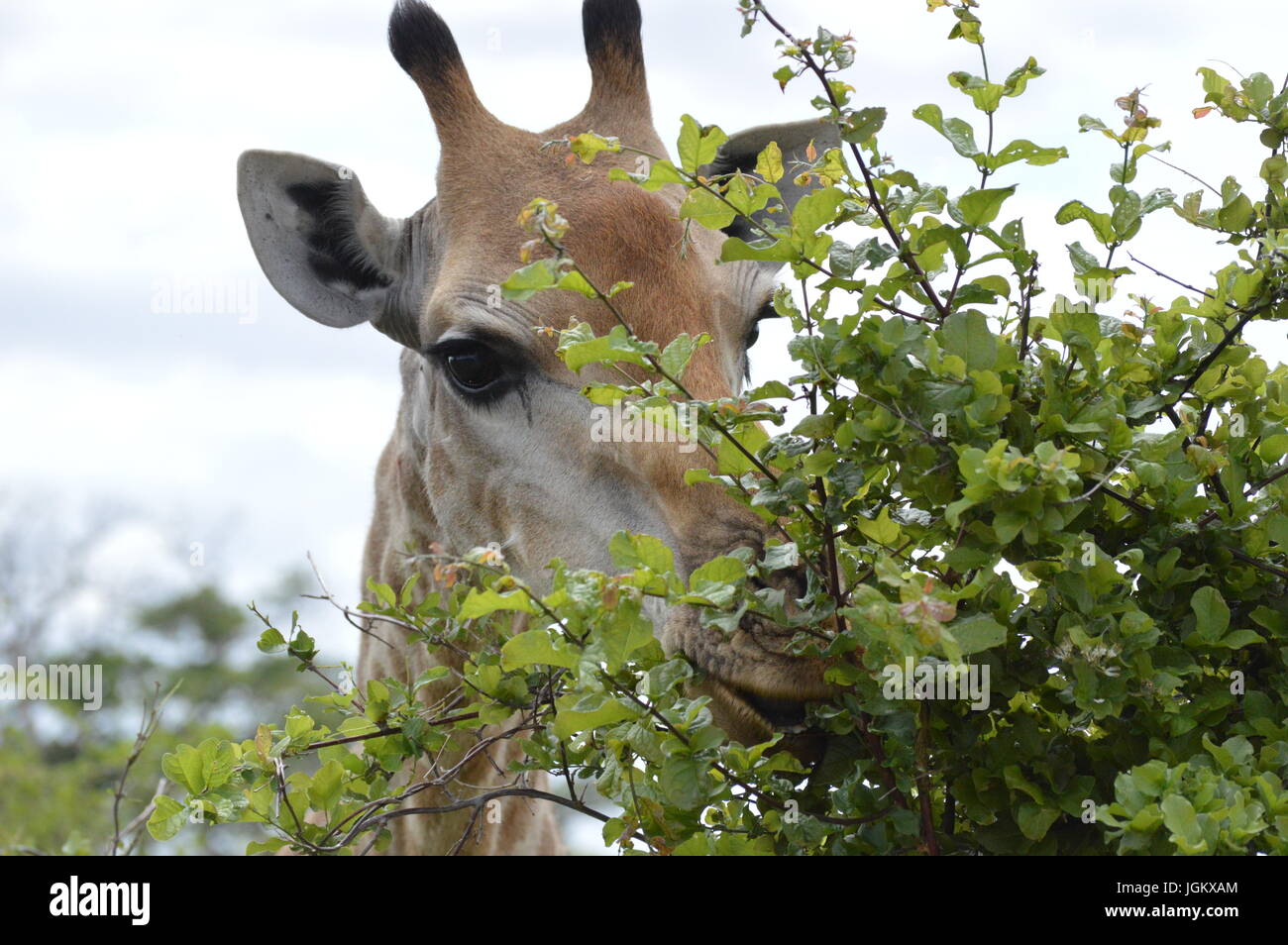 Giraffe zebra south africa hi-res stock photography and images - Alamy