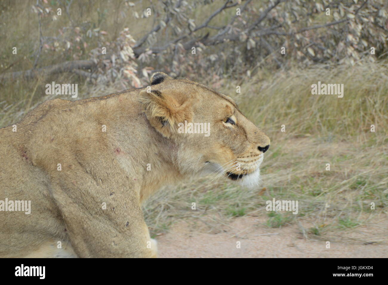 Agile lion hi-res stock photography and images - Alamy