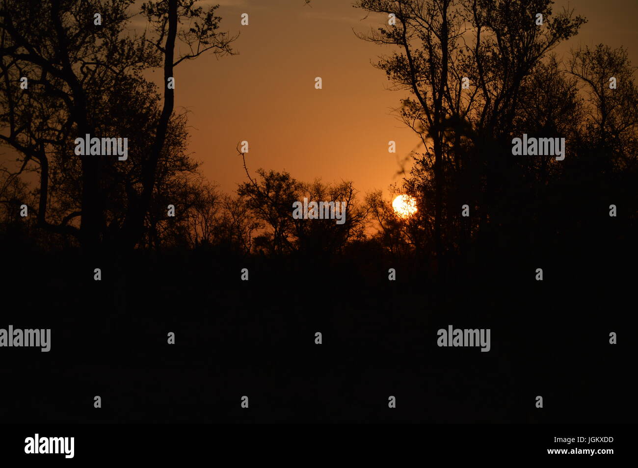 Bushveld sunset africa hi-res stock photography and images - Alamy