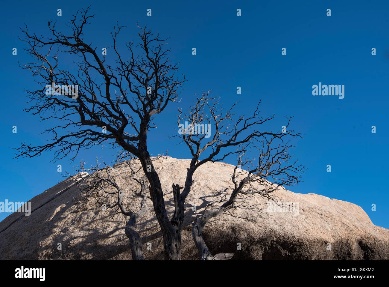 A dried out dead tree sits in front of a domed granite boulder in ...