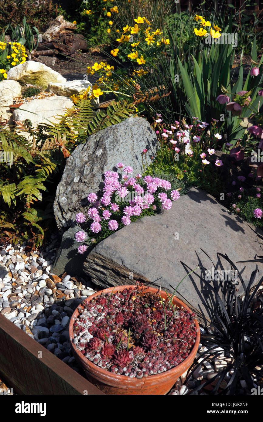 Flowering alpines hi-res stock photography and images - Alamy