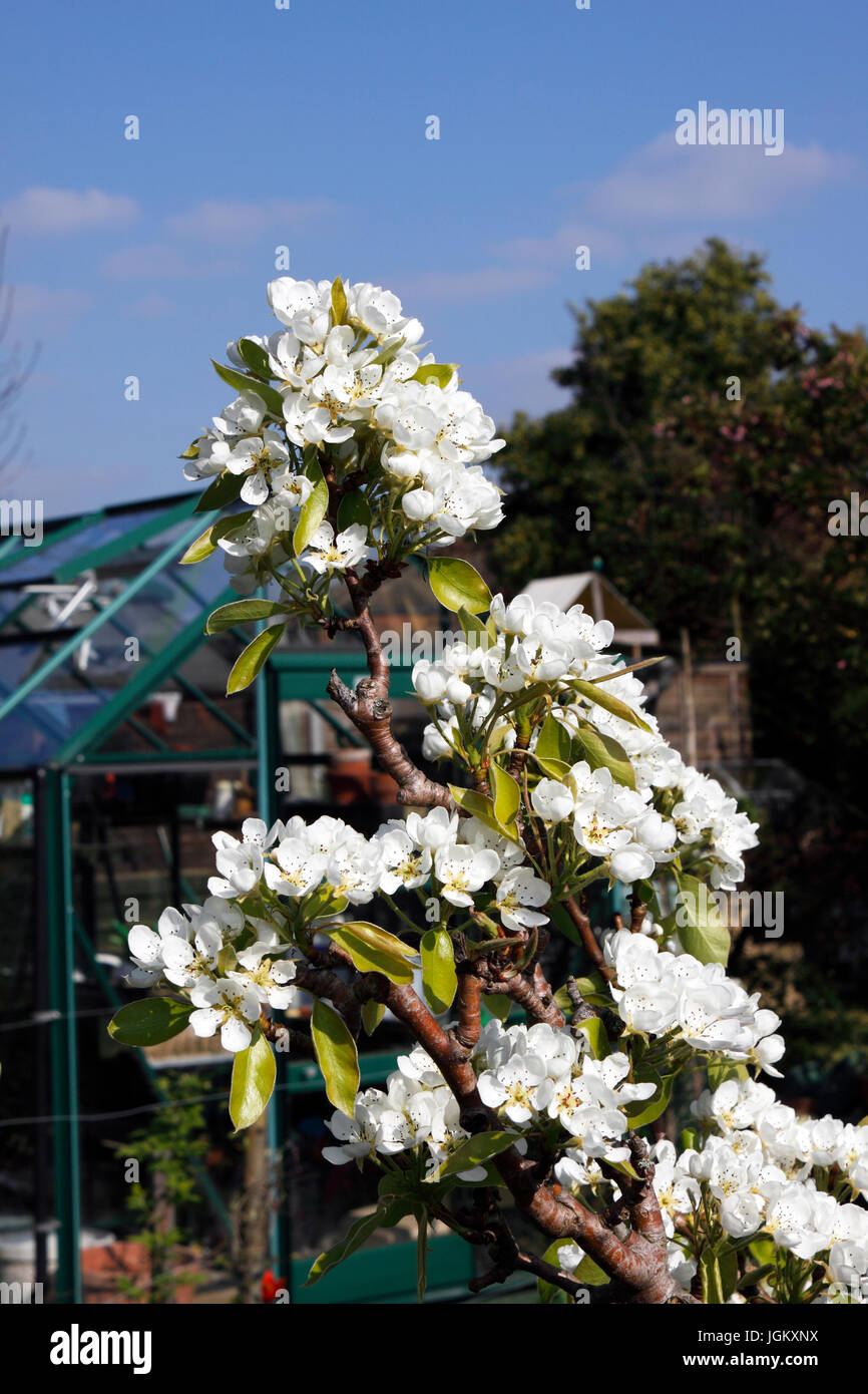 CONFERENCE PEAR BLOSSOM Stock Photo - Alamy