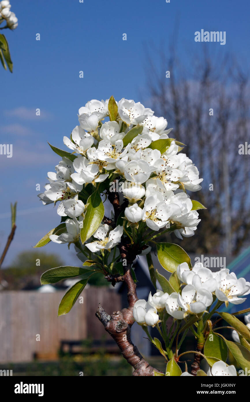 CONFERENCE PEAR BLOSSOM Stock Photo - Alamy