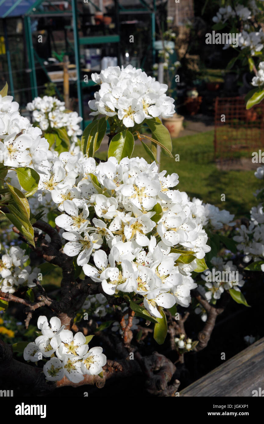Conference pear flower hi-res stock photography and images - Alamy