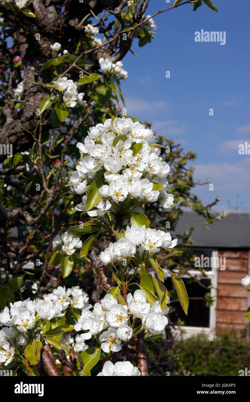 CONFERENCE PEAR BLOSSOM Stock Photo - Alamy