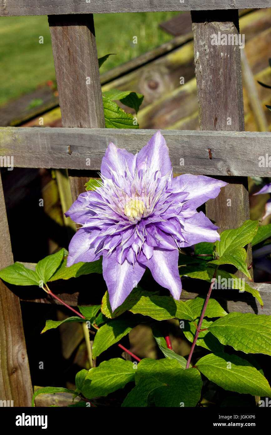 Clematis multi blue hi-res stock photography and images - Alamy