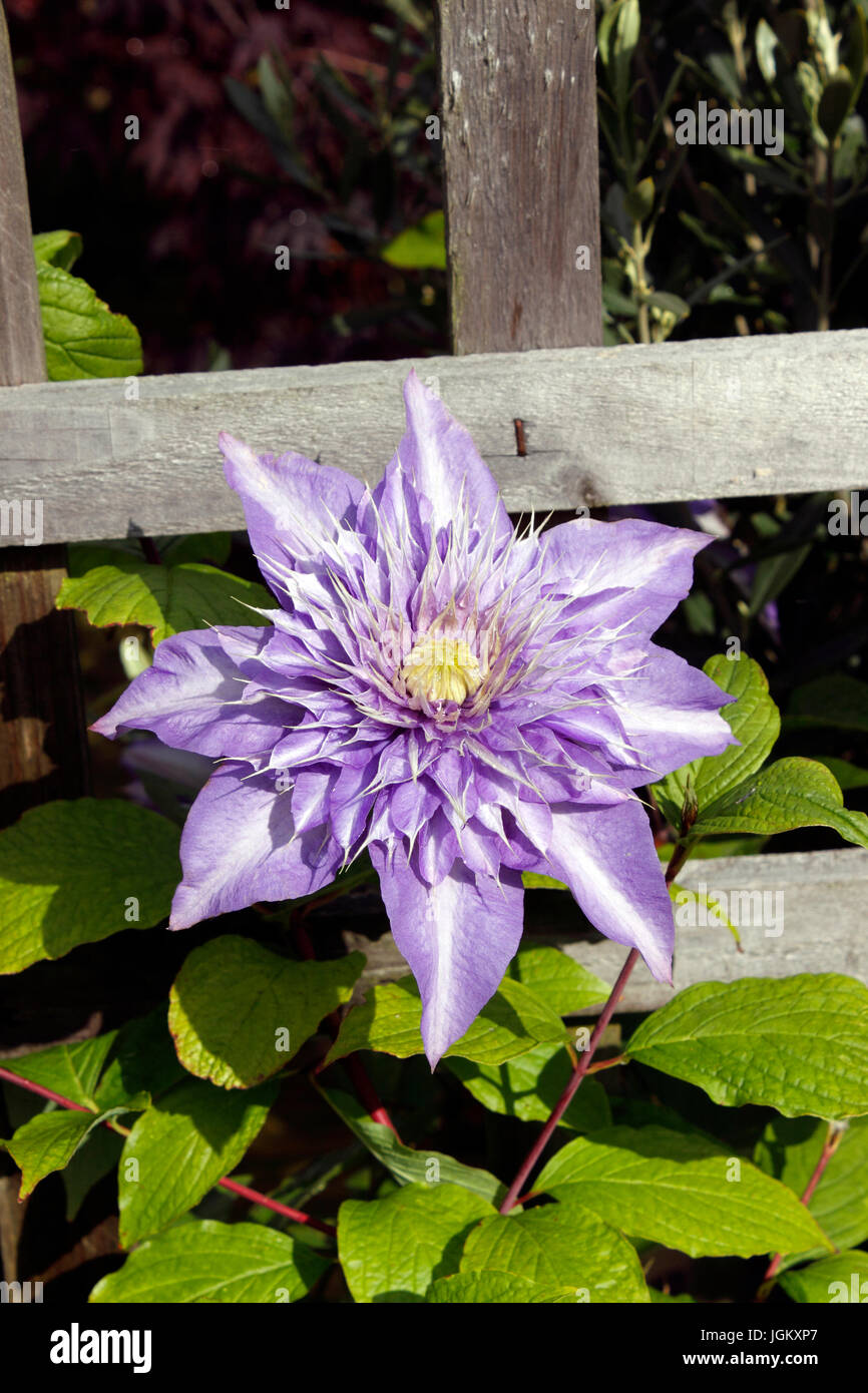 Clematis multi blue hi-res stock photography and images - Alamy